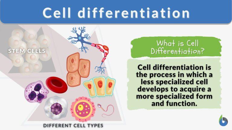Cell differentiation - Definition and Examples - Biology Online Dictionary