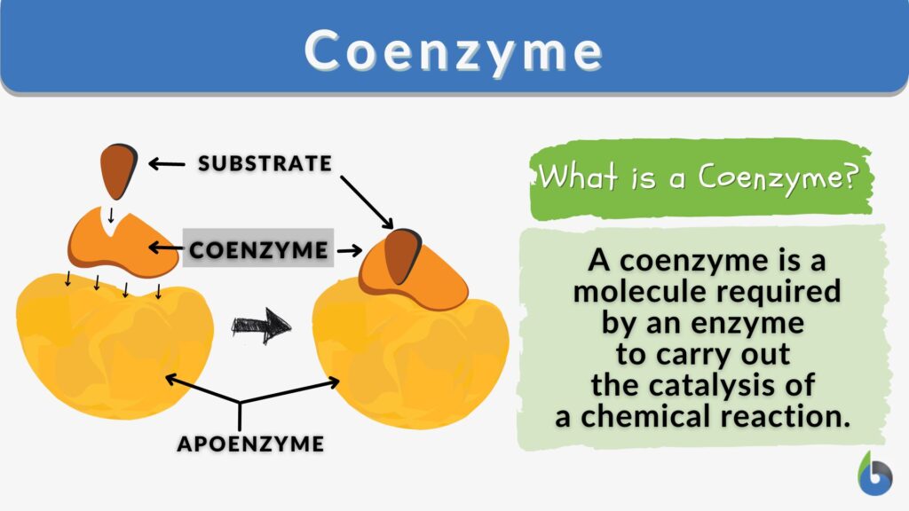 Coenzyme - Definition and Examples - Biology Online Dictionary