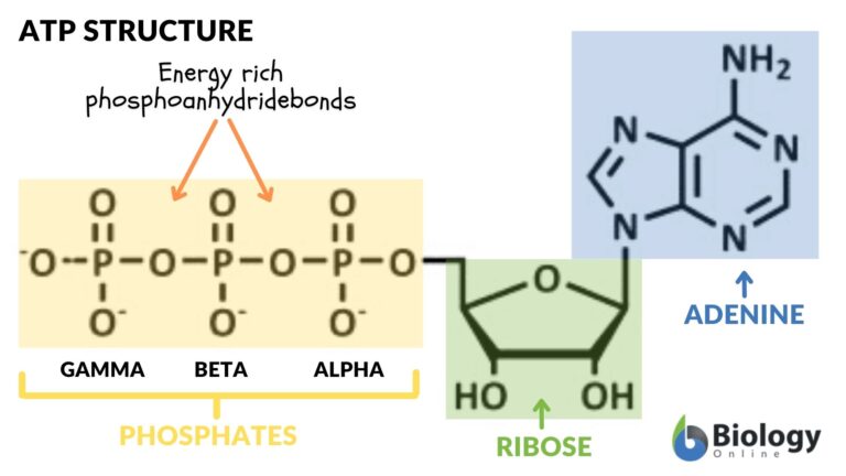 Energy coupling - Definition and Examples - Biology Online Dictionary