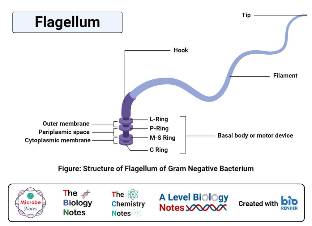 Bacteria - Definition and Examples - Biology Online Dictionary