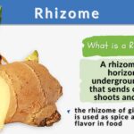 Rhizome - Definition and Examples - Biology Online Dictionary