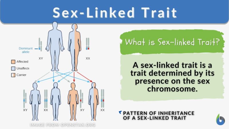 Sex-linked trait - Definition and Examples - Biology Online Dictionary
