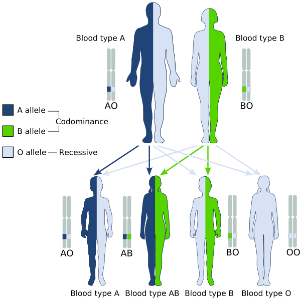 Multiple alleles - Definition and Examples - Biology Online Dictionary