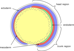 Chorion - Definition and Examples - Biology Online Dictionary