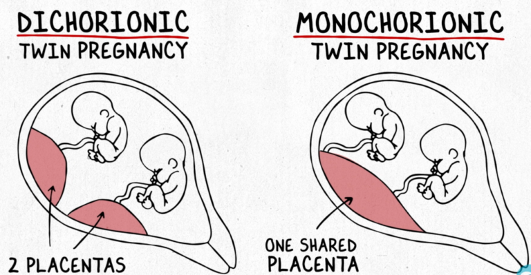 Chorion - Definition and Examples - Biology Online Dictionary