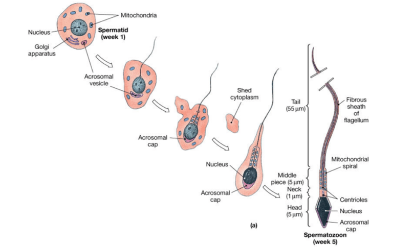 Spermatid - Definition and Examples - Biology Online Dictionary