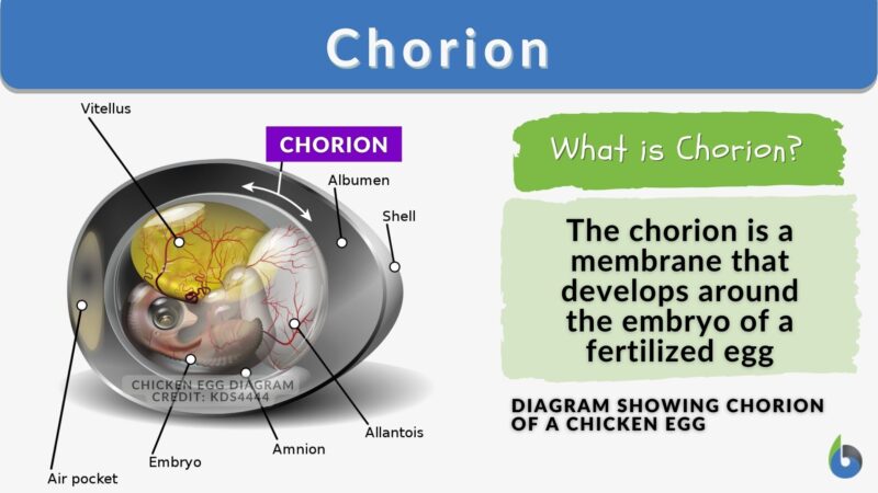 Chorion - Definition and Examples - Biology Online Dictionary