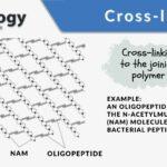 Cross-linking - Definition and Examples - Biology Online Dictionary