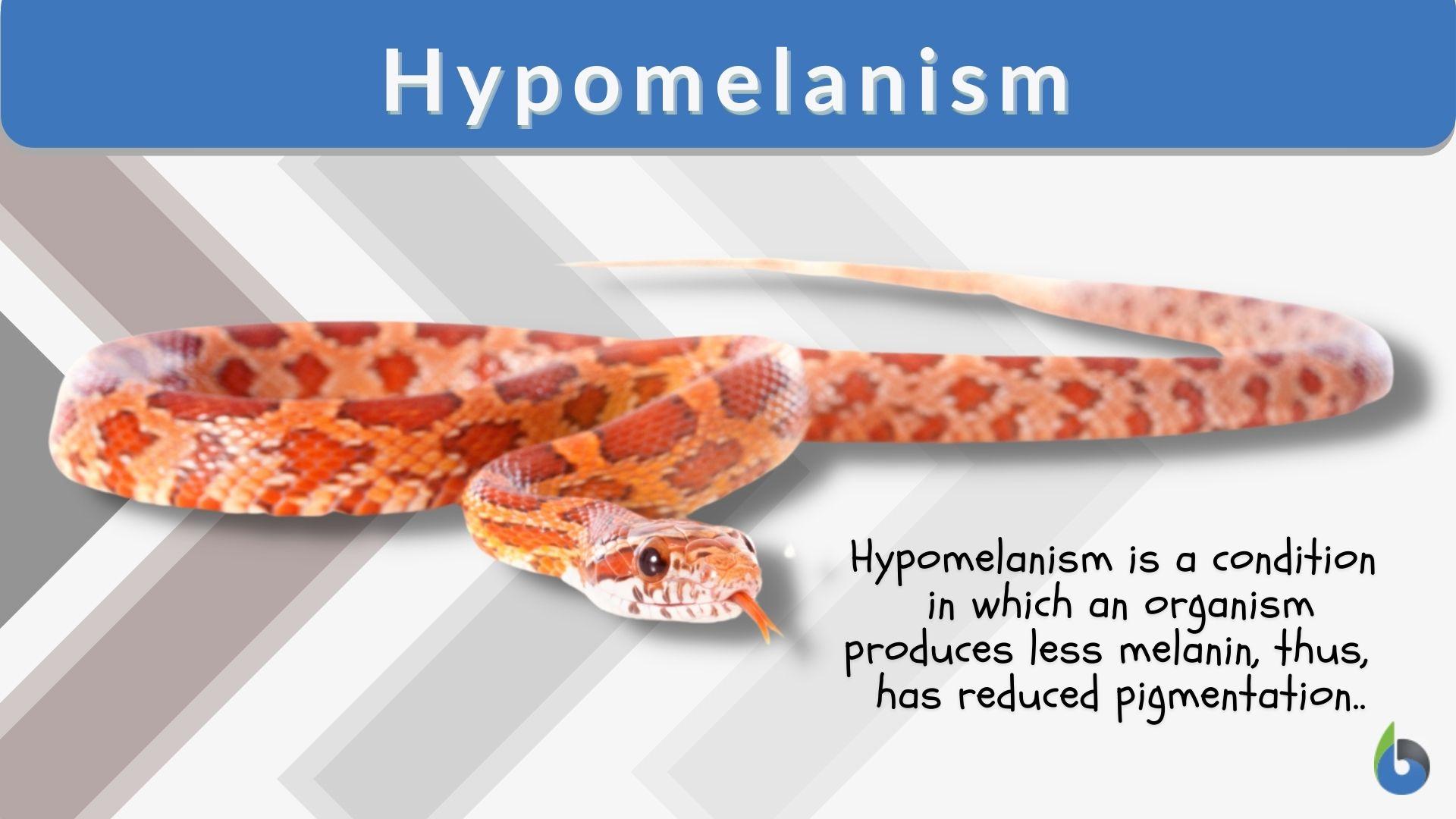 Hypomelanism Definition And Examples Biology Online Dictionary hypomelanism-definition-and-examples-biology-online-dictionary