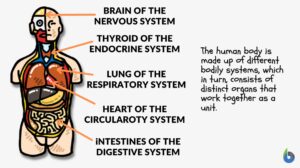 Biological system - Definition and Examples - Biology Online Dictionary