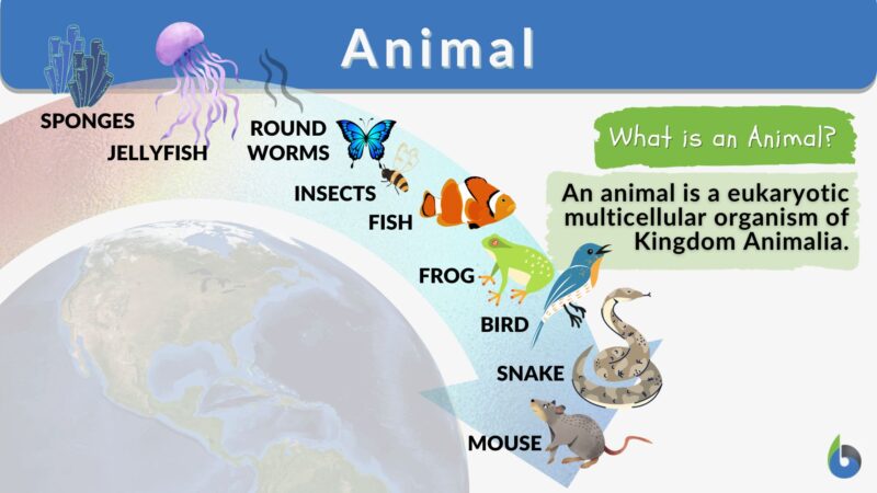 Animal - Definition and Examples - Biology Online Dictionary