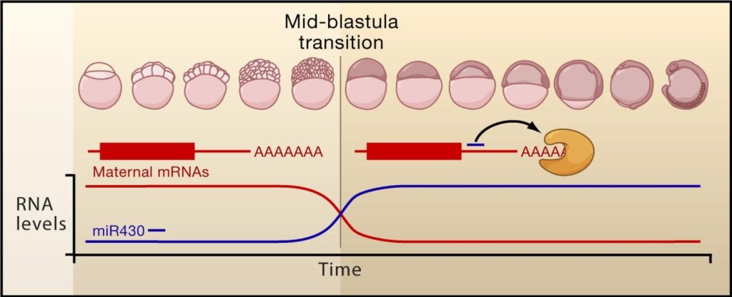 Blastula - Definition and Examples - Biology Online Dictionary