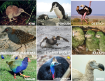 Vestigial - Definition and Examples - Biology Online Dictionary