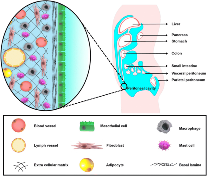 Peritoneum - Definition and Examples - Biology Online Dictionary