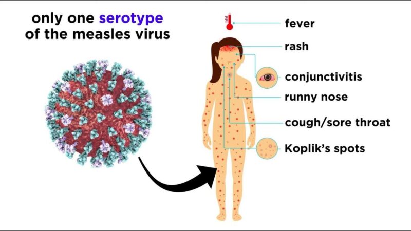 Pathogen Definition and Examples - Biology Online Dictionary