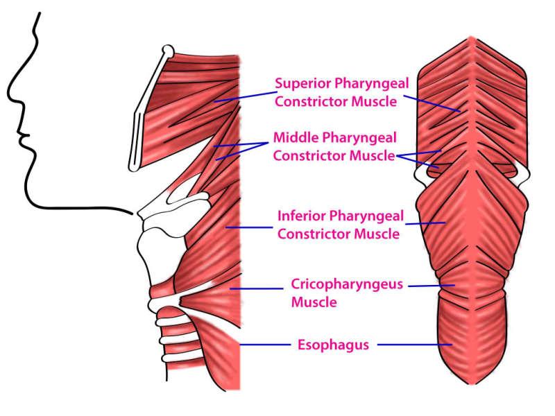 Pharynx - Definition and Examples - Biology Online Dictionary
