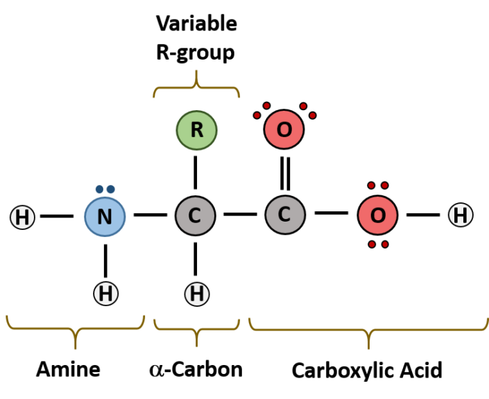 Molecule - Definition and Examples - Biology Online Dictionary
