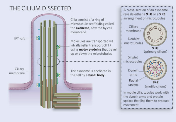 Cilium - Definition and Examples - Biology Online Dictionary