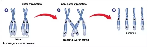 Sister chromatids - Definition and Examples - Biology Online Dictionary