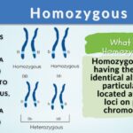 Homozygous - Definition and Examples - Biology Online Dictionary