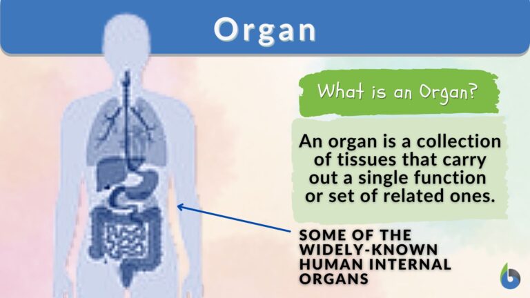 Organ - Definition and Examples - Biology Online Dictionary