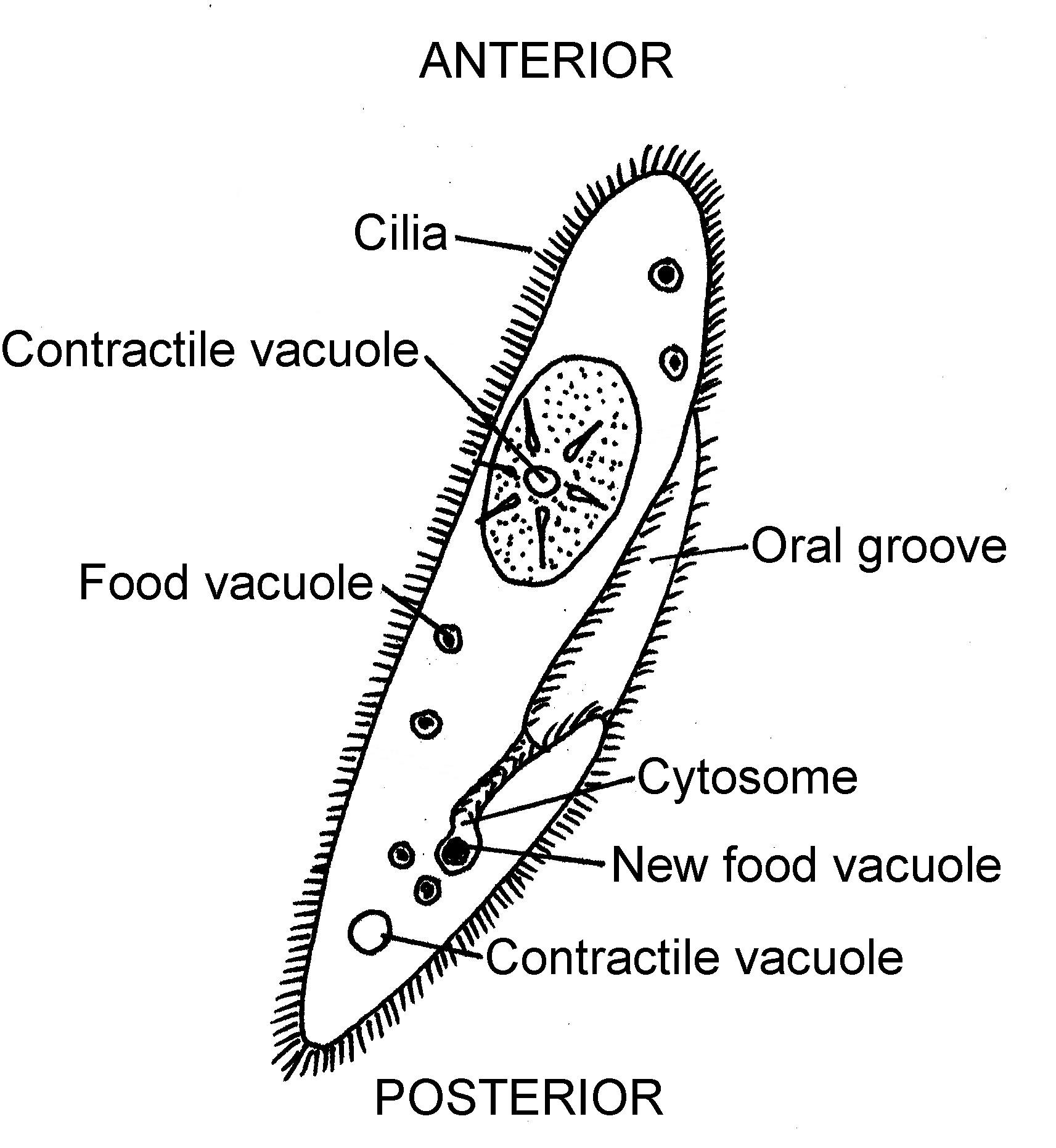 Cell theory - Definition and Examples - Biology Online Dictionary