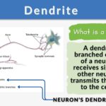 Dendrite - Definition and Examples - Biology Online Dictionary