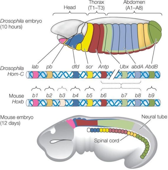 Embryo - Definition and Examples - Biology Online Dictionary