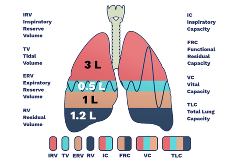 Residual Volume Definition And Examples Biology Online Dictionary
