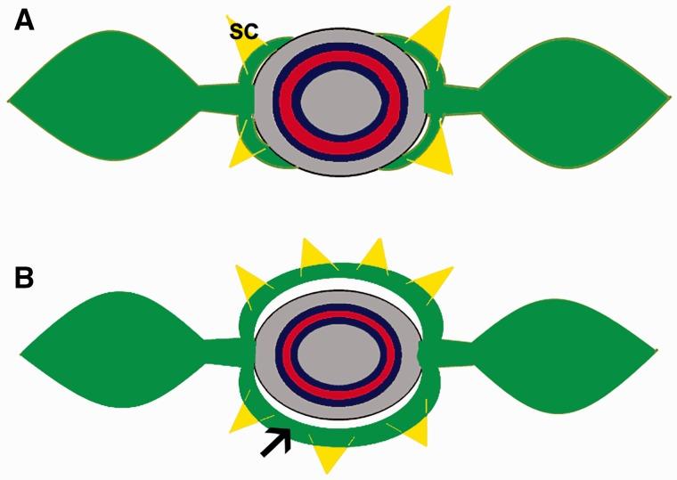 Stipulate Definition and Examples - Biology Online Dictionary
