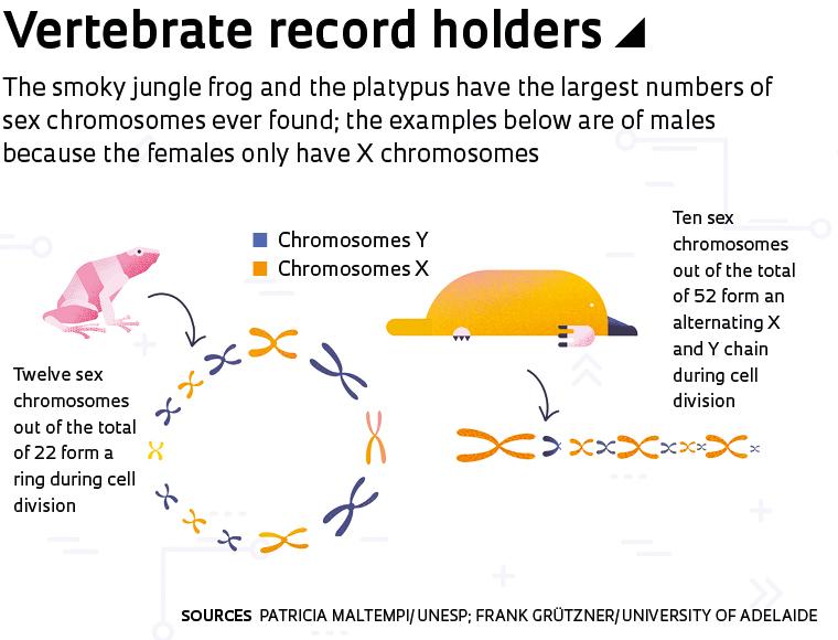 Y Cromossomo Adam Y Chromosome Definition And Examples Biology