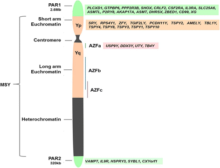 Y chromosome Definition and Examples - Biology Online Dictionary
