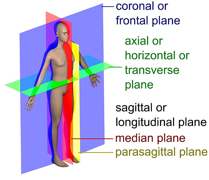 Anatomy Definition And Examples Biology Online Dictionary Anatomy Definition And Examples Biology Online Dictionary